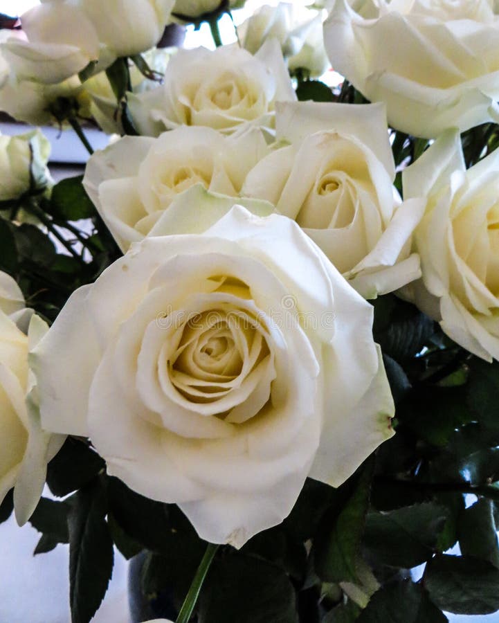 Bouquet of Beautiful Soft White Roses in a Vase Stock Image - Image of ...