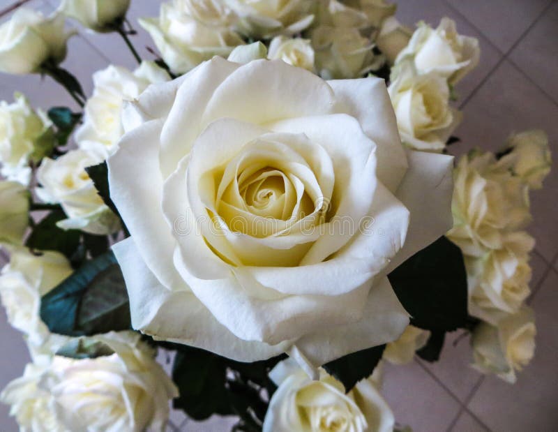 Bouquet of Beautiful Soft White Roses in a Vase Stock Photo - Image of ...
