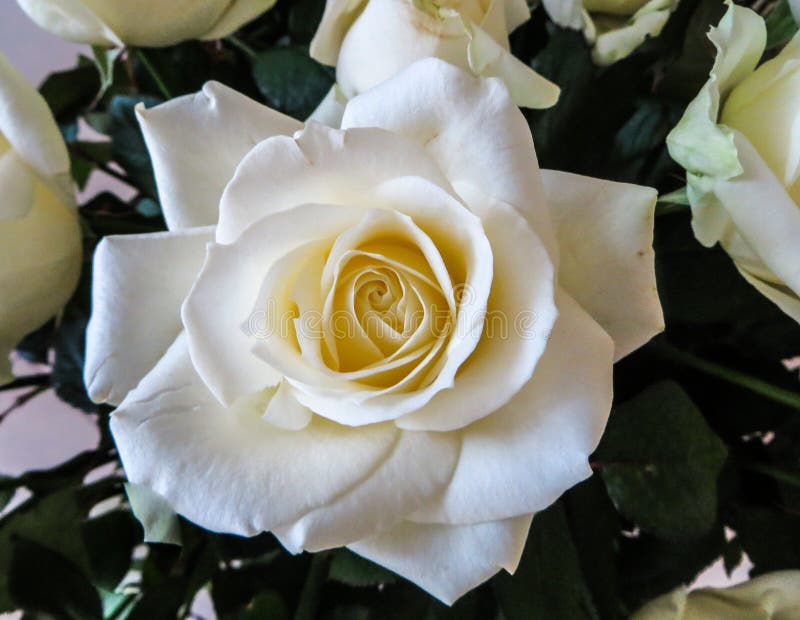 Bouquet of Beautiful Soft White Roses in a Vase Stock Image - Image of ...