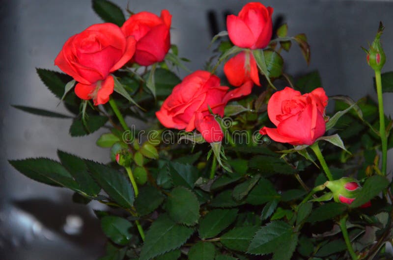 Bouquet of Beautiful Spray Roses Stock Image - Image of love, design ...