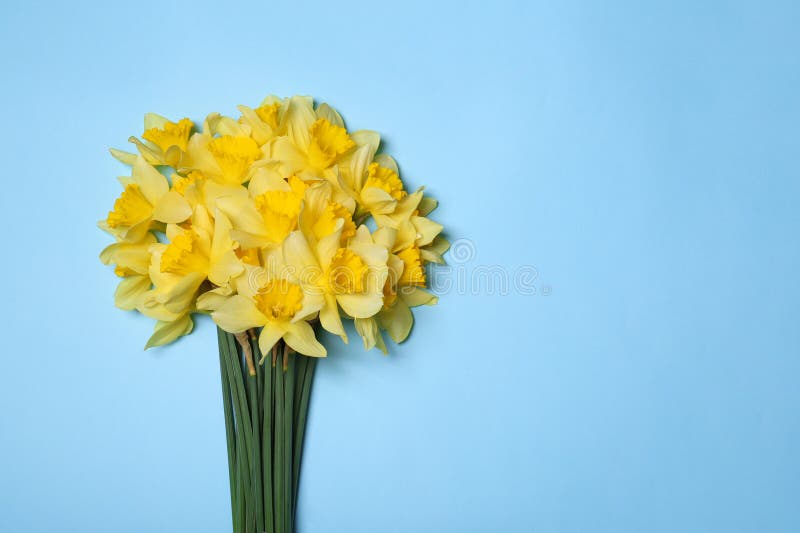 Bouquet of Beautiful Yellow Daffodils on Light Blue Background, Top ...