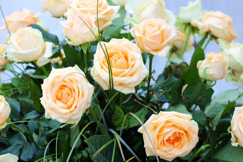 Bouquet of beige roses stock photo. Image of fresh, close - 88283916