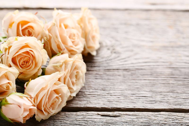 Beige roses in the garden stock image. Image of beige - 128092193