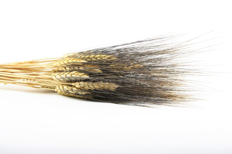 Beardless Wheat stock image. Image of agriculture, fertility - 14997683