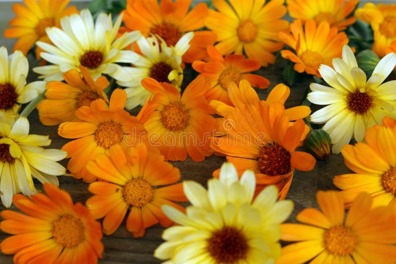 Bouquet of Blooming Calendula Flowers on the Table Stock Image - Image ...