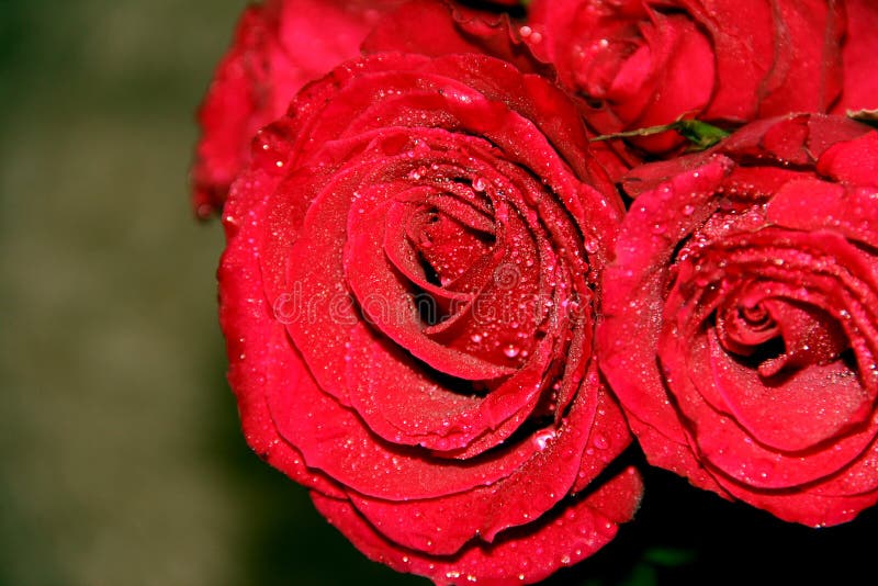 A Bouquet of Blooming Red Roses. Gorgeous Flowers on the Right Stock ...