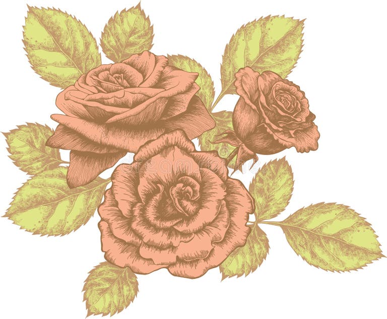 Three Roses Drawing Stock Illustrations – 944 Three Roses Drawing Stock ...