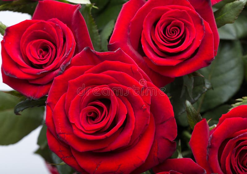 Bouquet of Blossoming Dark Red Roses Stock Photo - Image of love, group ...