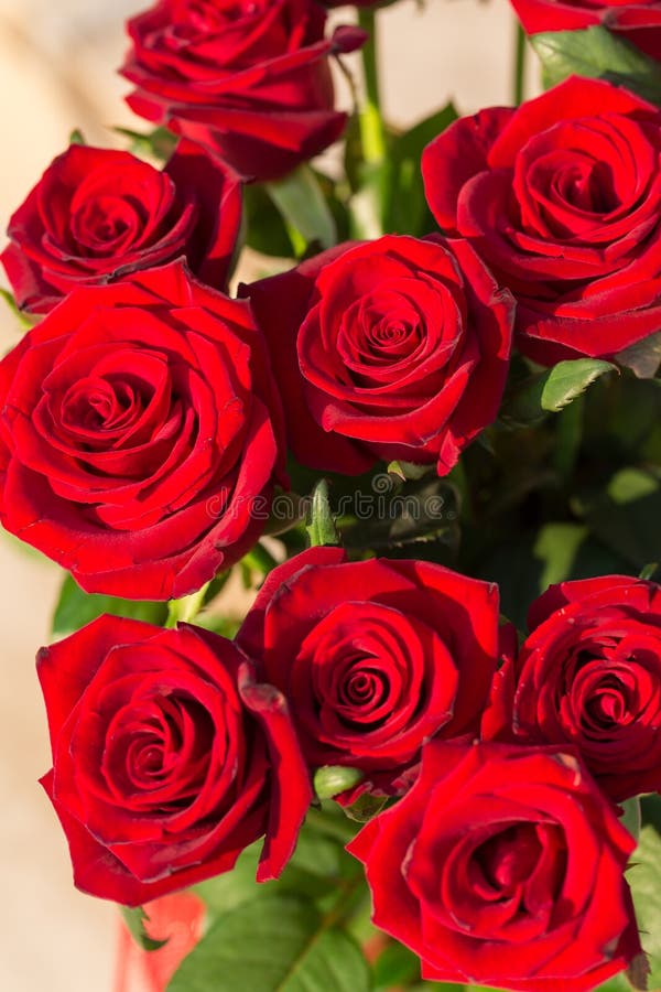 Bouquet of Blossoming Dark Red Roses Stock Image - Image of gift, close ...