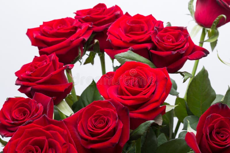 Bouquet of Blossoming Dark Red Roses Stock Image - Image of color ...