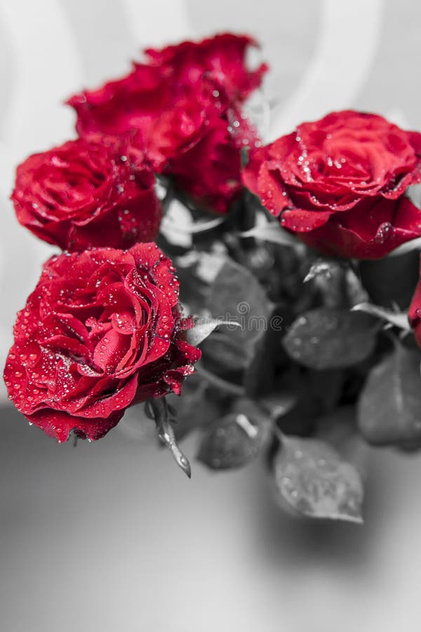 Bouquet of Blossoming Dark Red Roses in Vase Stock Photo - Image of ...