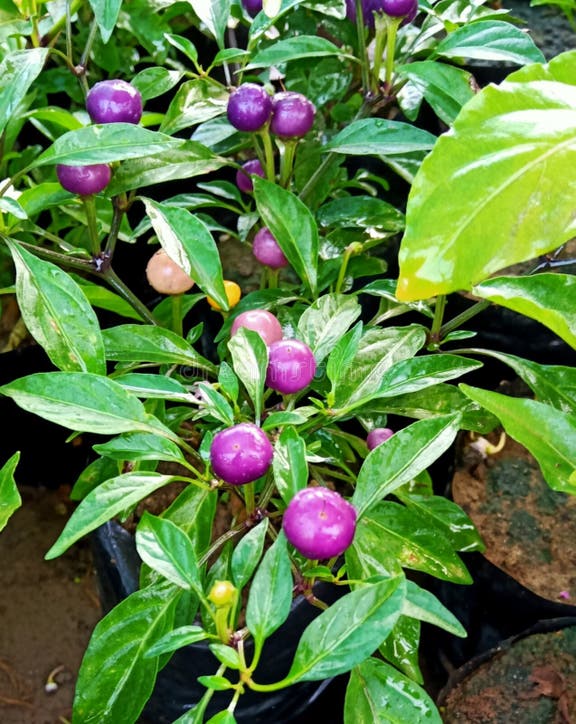 Bouquet of Blue Chilli Image India Stock Photo - Image of chilli, blue ...