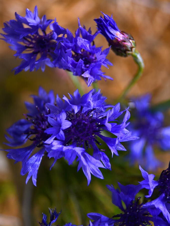 Bouquet of blue cornflower stock image. Image of bunch - 147900517