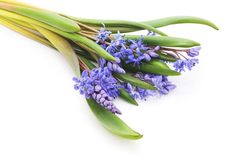 Bouquet of blue primrose stock image. Image of leaf - 136344443