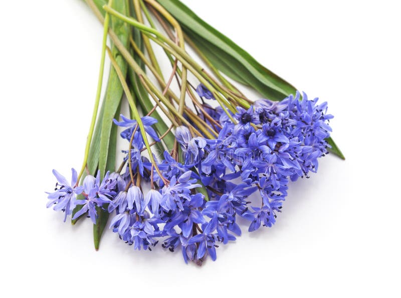 Bouquet of blue primrose stock image. Image of primrose - 154630389