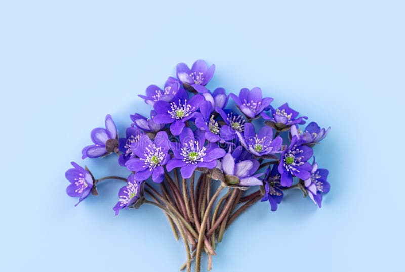 A Bouquet of Blue Spring Flowers on a Light Blue Background. Spring ...