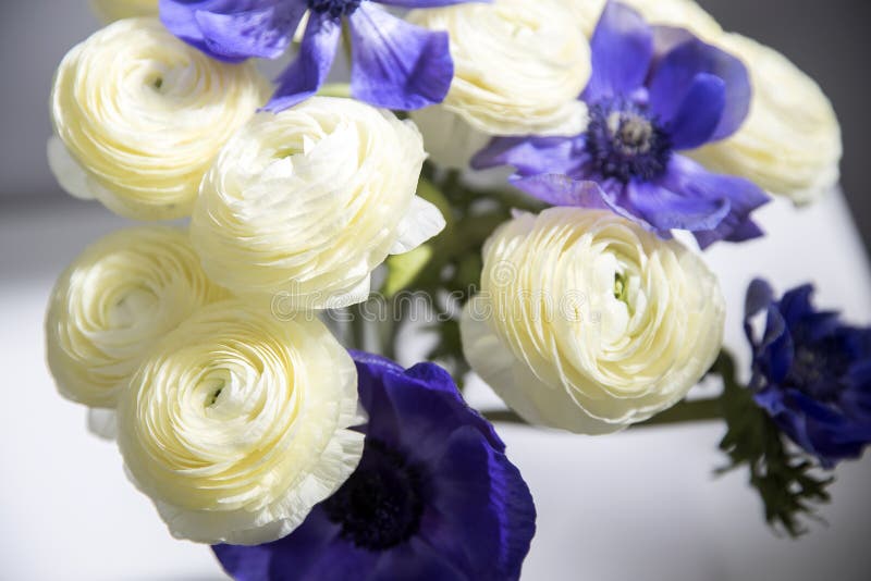 Bouquet of Blue and White Ranunculus on a White Background Stock Image ...