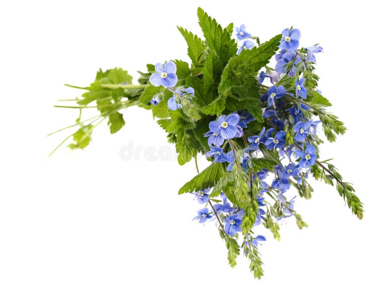 534 Modest Blue Flowers Stock Photos - Free & Royalty-Free Stock Photos ...