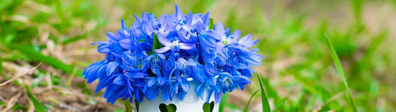Bouquet of Bluebell Flowers among Green Grass Banner Panoramic Stock ...