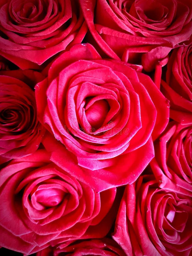 A Bouquet of Bold Red Roses Stock Image - Image of peony, flower: 246882477