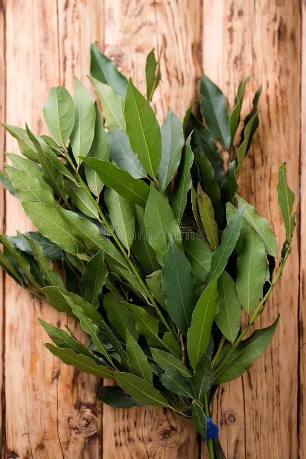 Bouquet of Branches of Laurel Leaves Stock Photo - Image of closeup ...