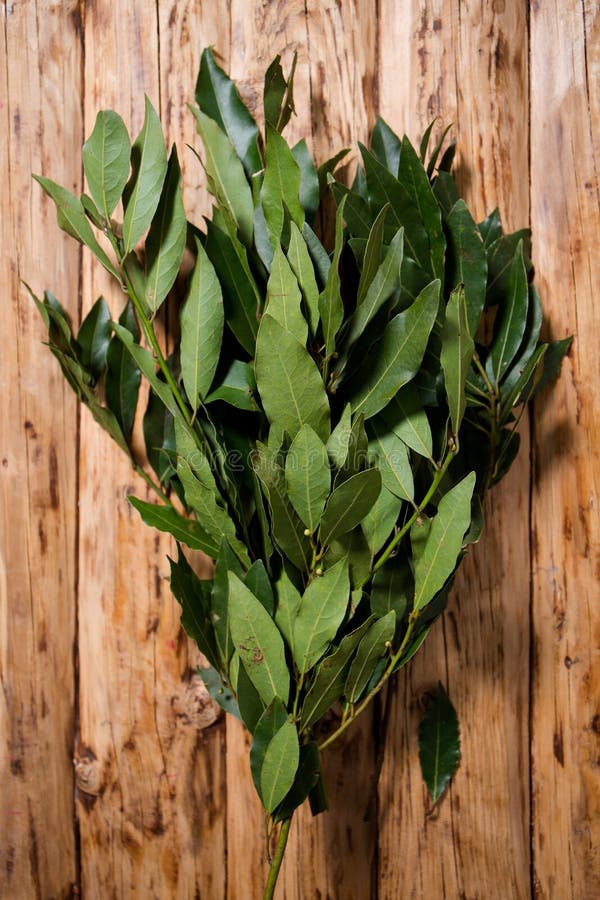 Bouquet of Branches of Laurel Leaves Stock Photo - Image of bunch ...