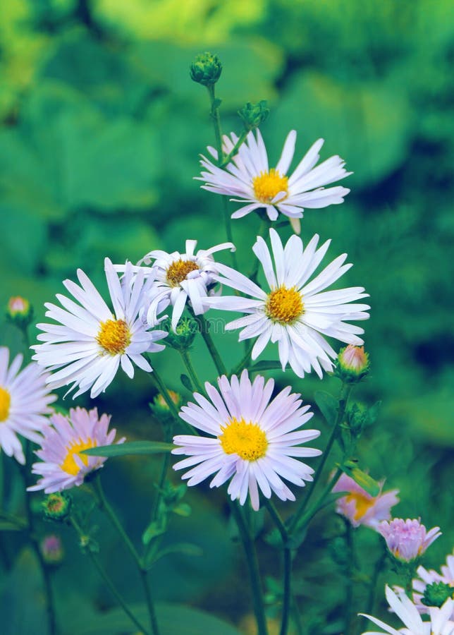 A Bouquet of Bright Beautiful Daisies. Nature Photo Stock Photo - Image ...
