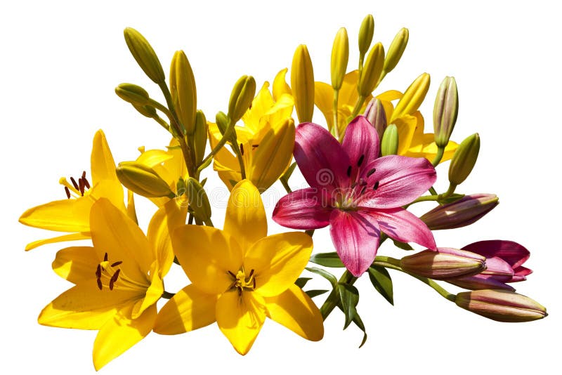Bouquet of Bright Multi-colored Lilies on a White Background Stock ...