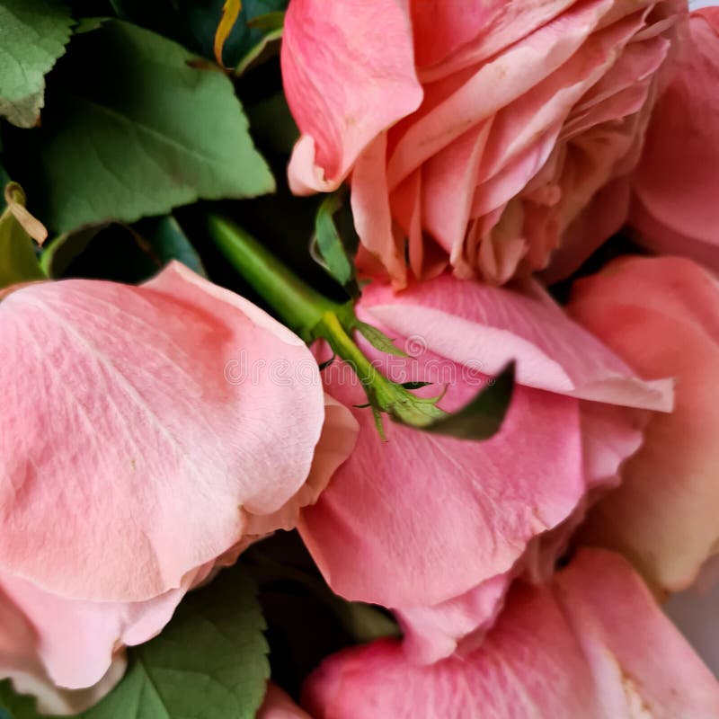 Bouquet of Bright Pink Roses Stock Image - Image of pink, plant: 246286009