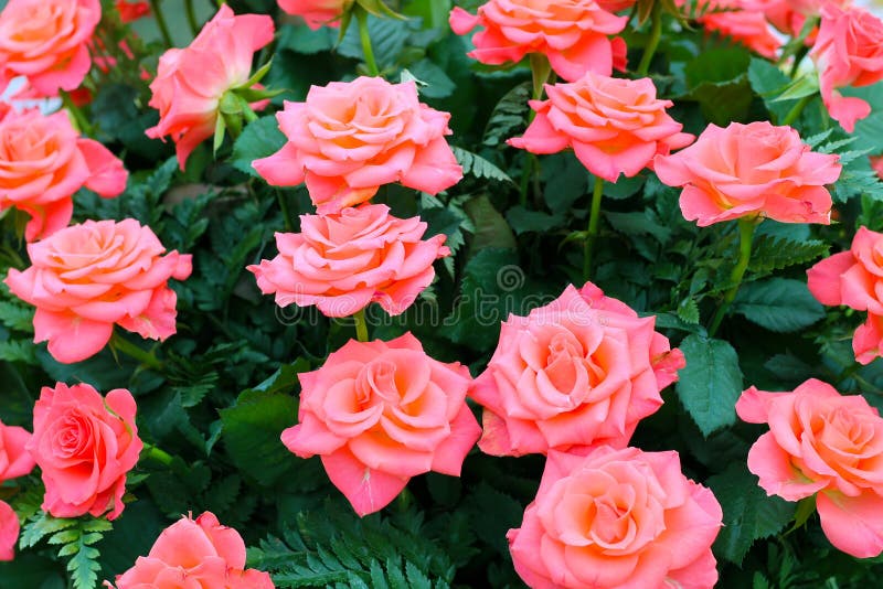 Bouquet of Bright Pink Roses Stock Image - Image of decorative, bunch ...