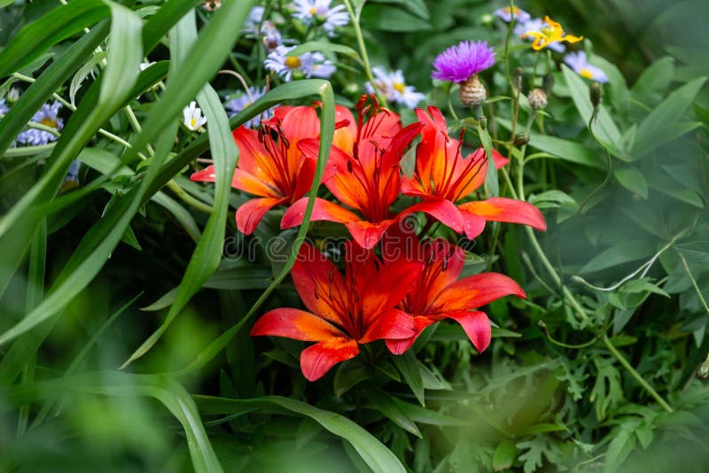 A Bouquet of Bright Red Lilies in a Flowerbed among Greenery Stock ...