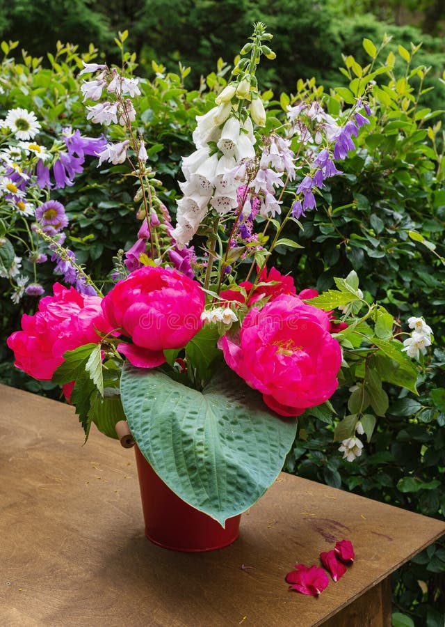 Bright Red and Pink Medicinal Peonies Stock Image - Image of park, pink ...