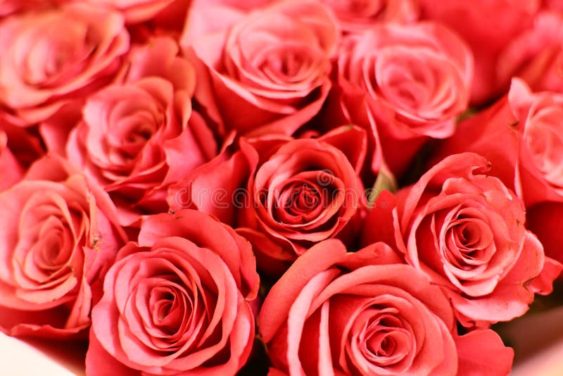 Bouquet of Bright Red Roses. Stock Image - Image of petal, bouquet ...