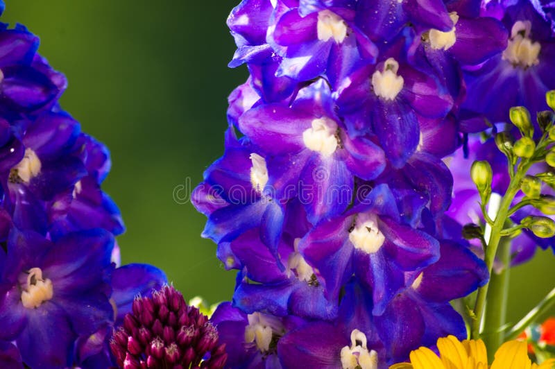 A Bouquet of Bright Spring Flowers of Various Types Stock Photo - Image ...