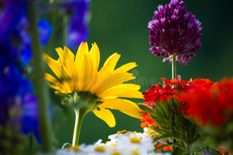 A Bouquet of Bright Spring Flowers of Various Types Stock Photo - Image ...