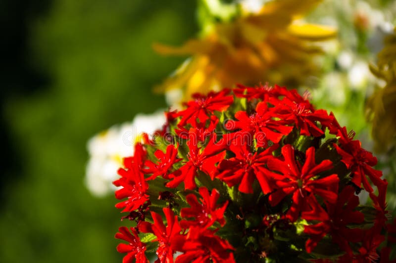 A Bouquet of Bright Spring Flowers of Various Types Stock Photo - Image ...