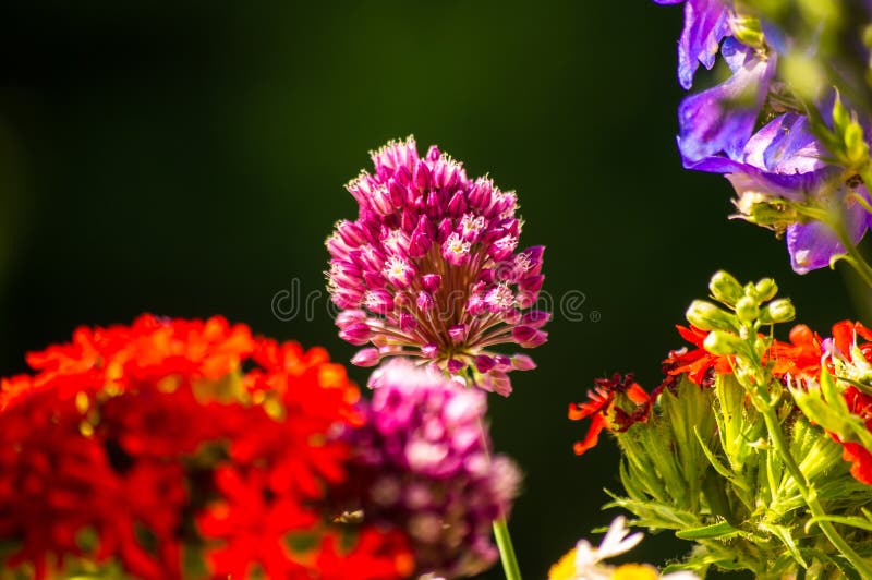 A Bouquet of Bright Spring Flowers of Various Types Stock Image - Image ...