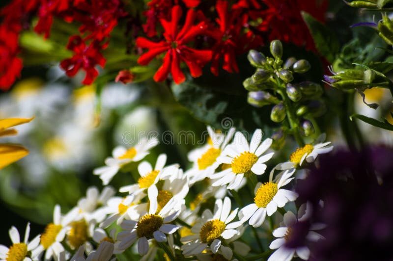 A Bouquet of Bright Spring Flowers of Various Types Stock Photo - Image ...