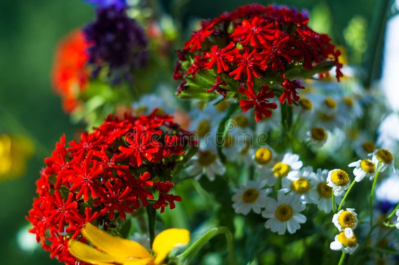 A Bouquet of Bright Spring Flowers of Various Types Stock Photo - Image ...