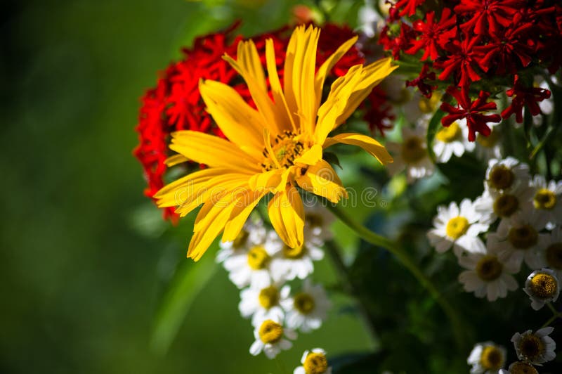 A Bouquet of Bright Spring Flowers of Various Types Stock Photo - Image ...