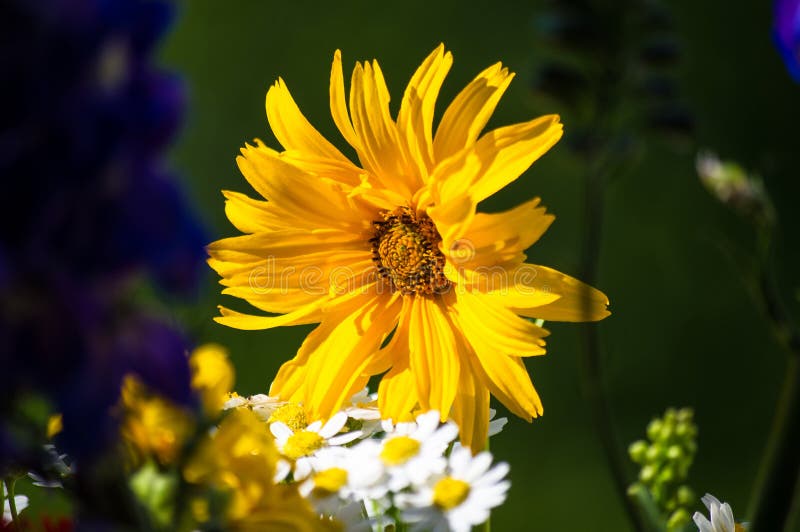 A Bouquet of Bright Spring Flowers of Various Types Stock Image - Image ...