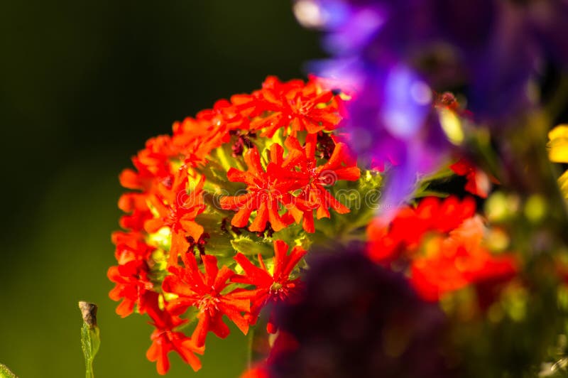 A Bouquet of Bright Spring Flowers of Various Types Stock Photo - Image ...