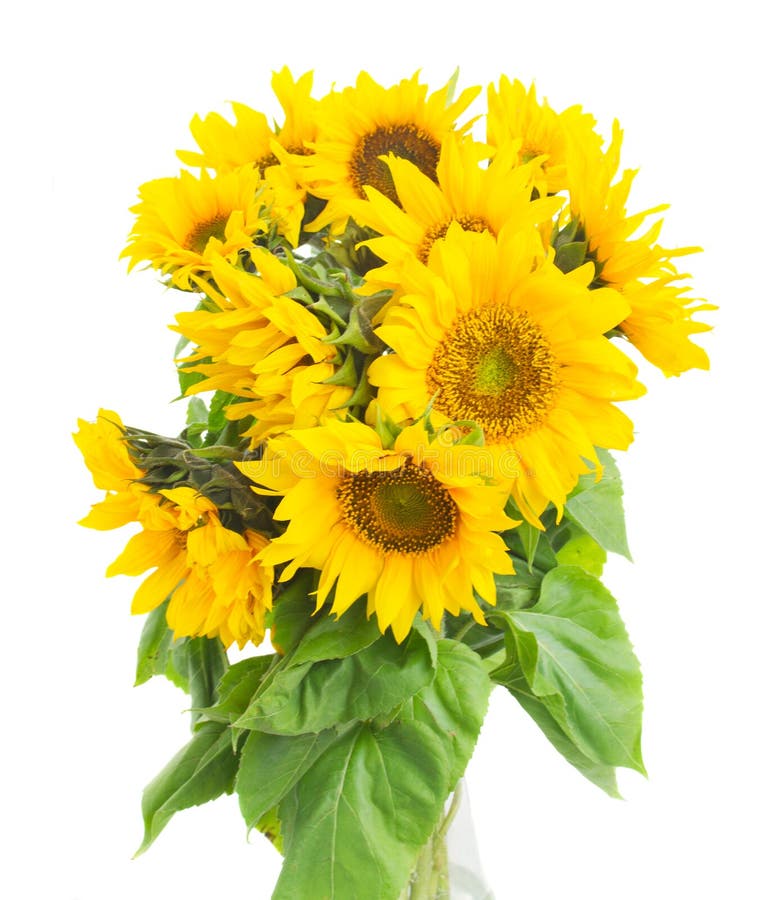 Bouquet of Bright Sunflowers Stock Image - Image of leaf, brown: 45692499