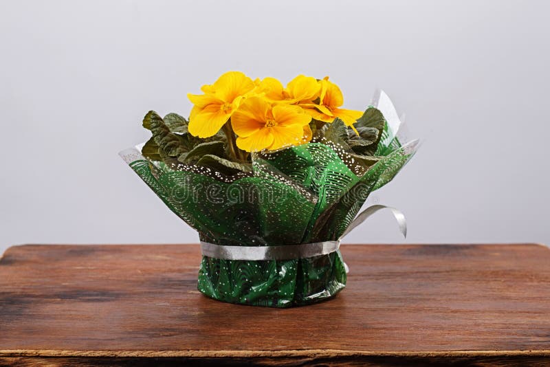 Bouquet of Bright Yellow Primrose in a Gift Box Stock Image - Image of ...