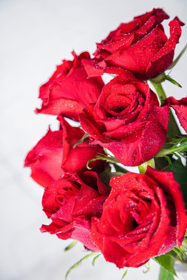 Bouquet of Burgundy Roses, on a Light Background. 7 Roses Stock Photo ...