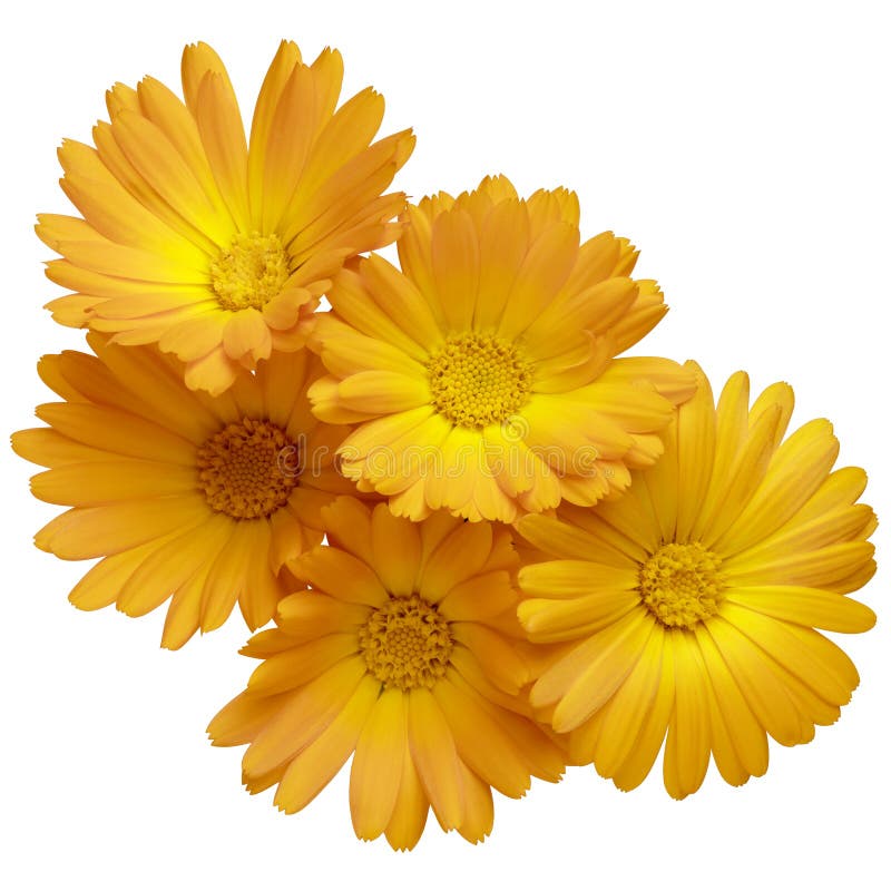 Bouquet of Calendula Flowers on a White Background. View from Above ...
