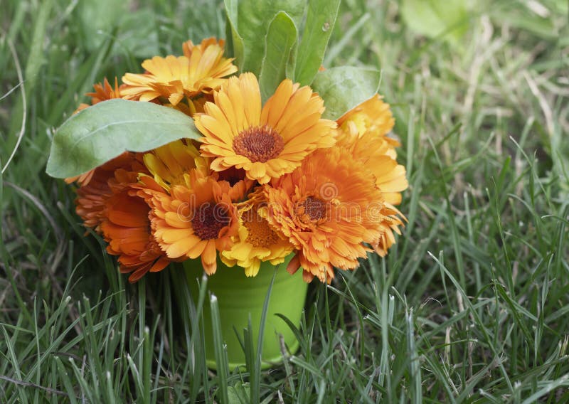 Bouquet of Calendula on the Grass Top View with a Copy of the Space ...