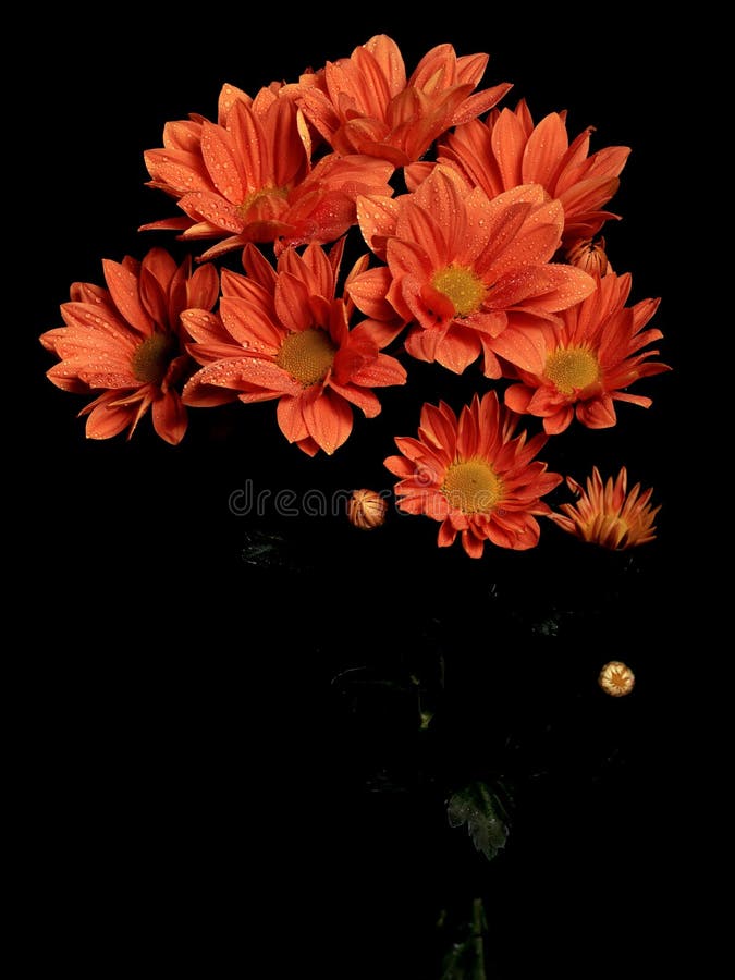 A Bouquet of Calendula Officinalis Pink Stock Photo - Image of flower ...