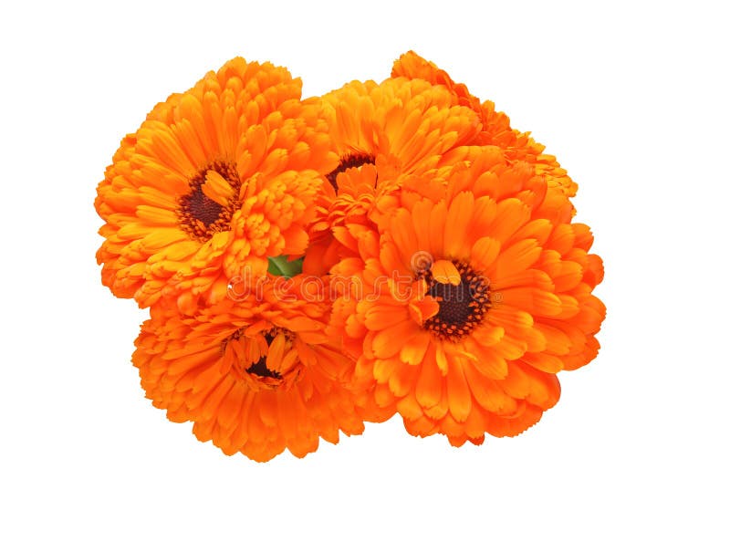 Bouquet of calendula stock photo. Image of calendula - 71588690