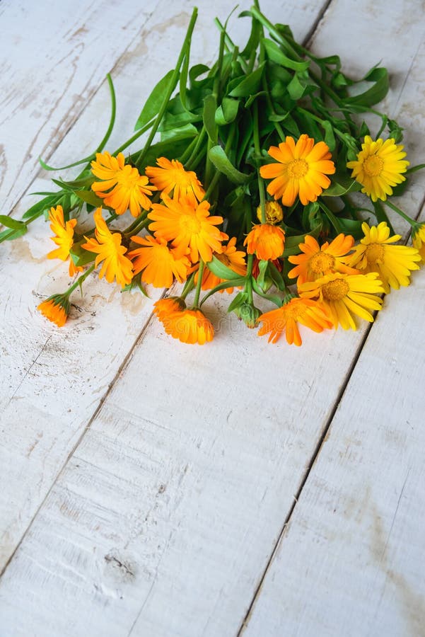 Calendula Bouquet Stock Photos - Download 2,204 Royalty Free Photos